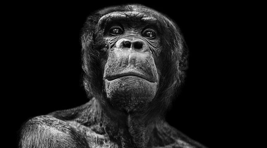 inHUMAN: Portraits of Emotional Apes - Photographs and text by Paweł ...