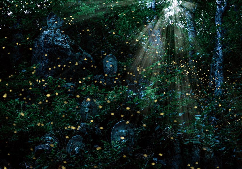 Summer Fairies — Luminous Fireflies & the Climate Crisis - Photographs ...