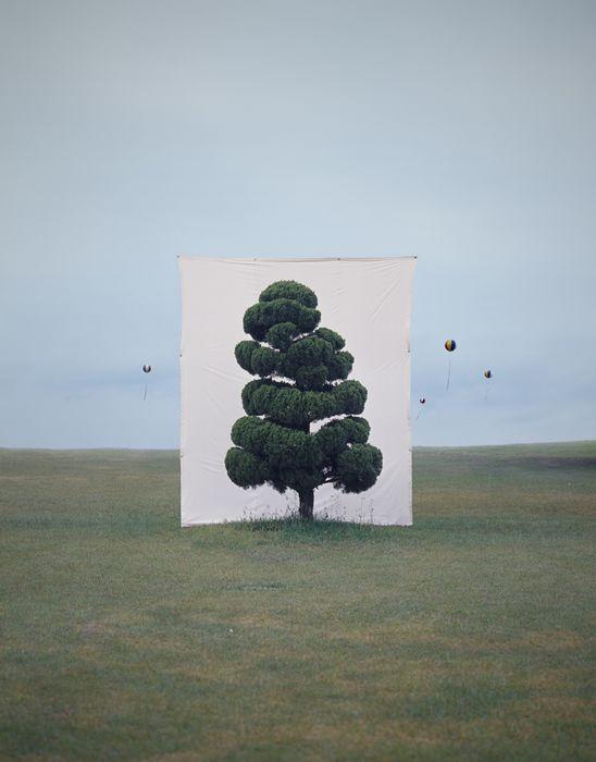 Myoung Ho Lee - Tree | LensCulture