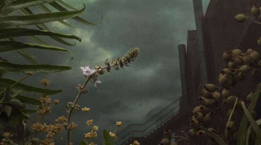 Botanical Inquiry - Photographs and text by Daniel Shipp | LensCulture