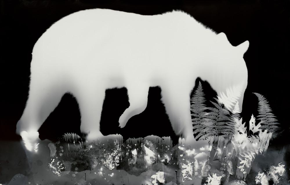Animalograms: Photograms of Animals Made in the Wild - LensCulture