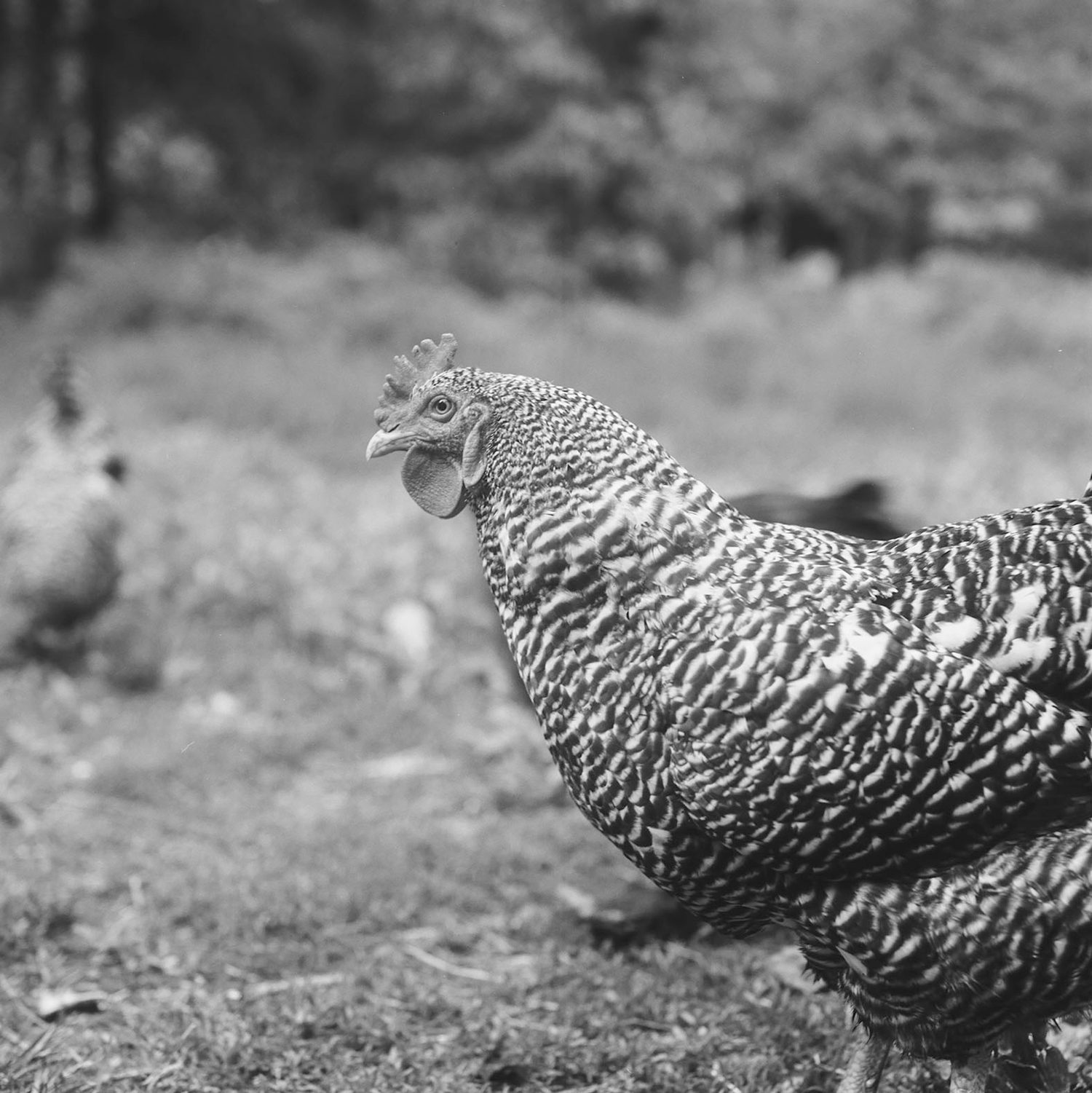 The Shabbiness of Beauty - Photographs by Moyra Davey & Peter Hujar ...