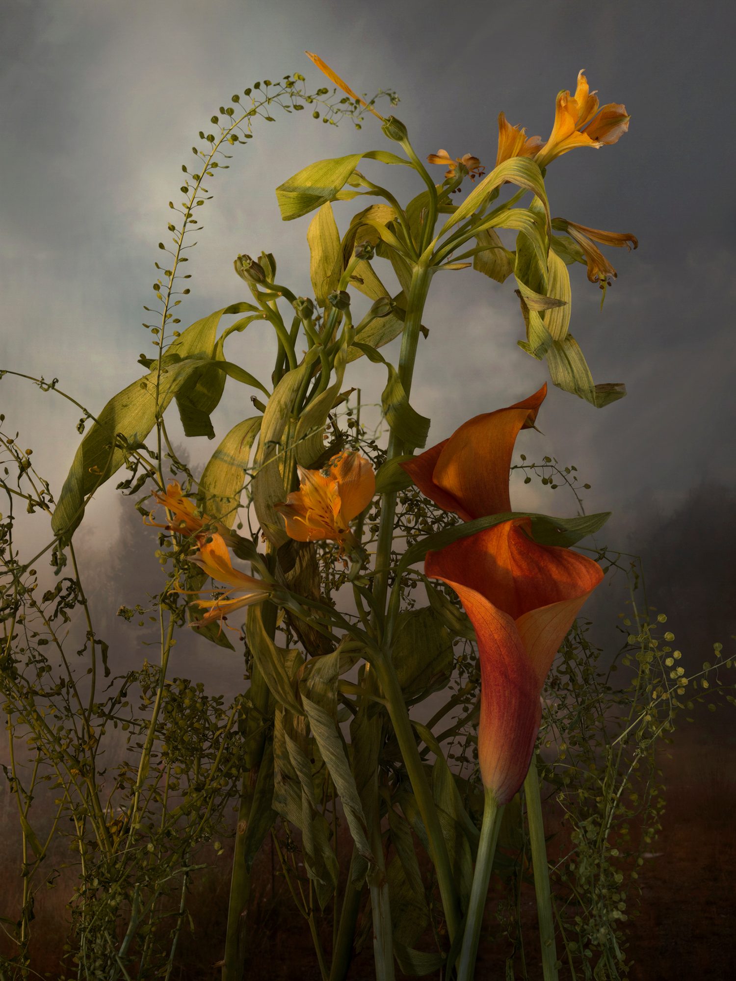 Gilded Lilies - Photographs by Tine Poppe | Interview by Sophie Wright ...