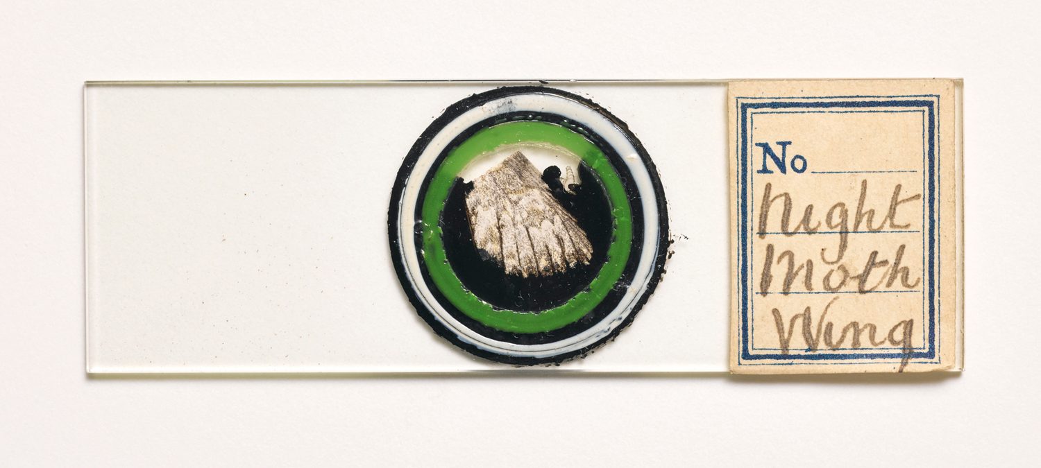 Bittersweet on Bostwick Lane - Photographs and text by Susan Worsham ...