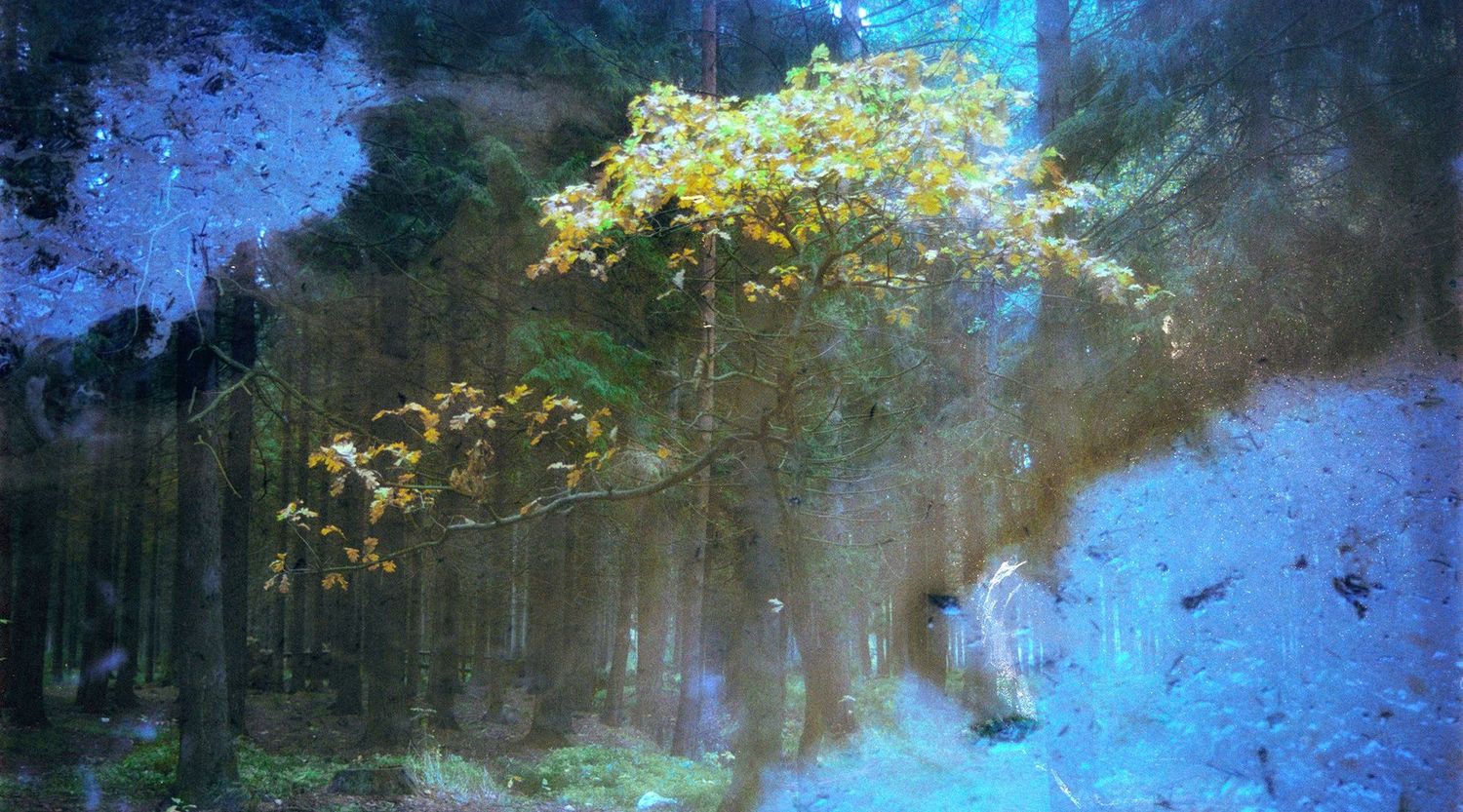 Bloom - Photographs and text by Polina Washington | LensCulture