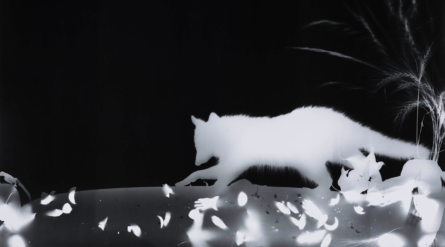 Animalograms: Photograms of Animals Made in the Wild - Photographs and ...