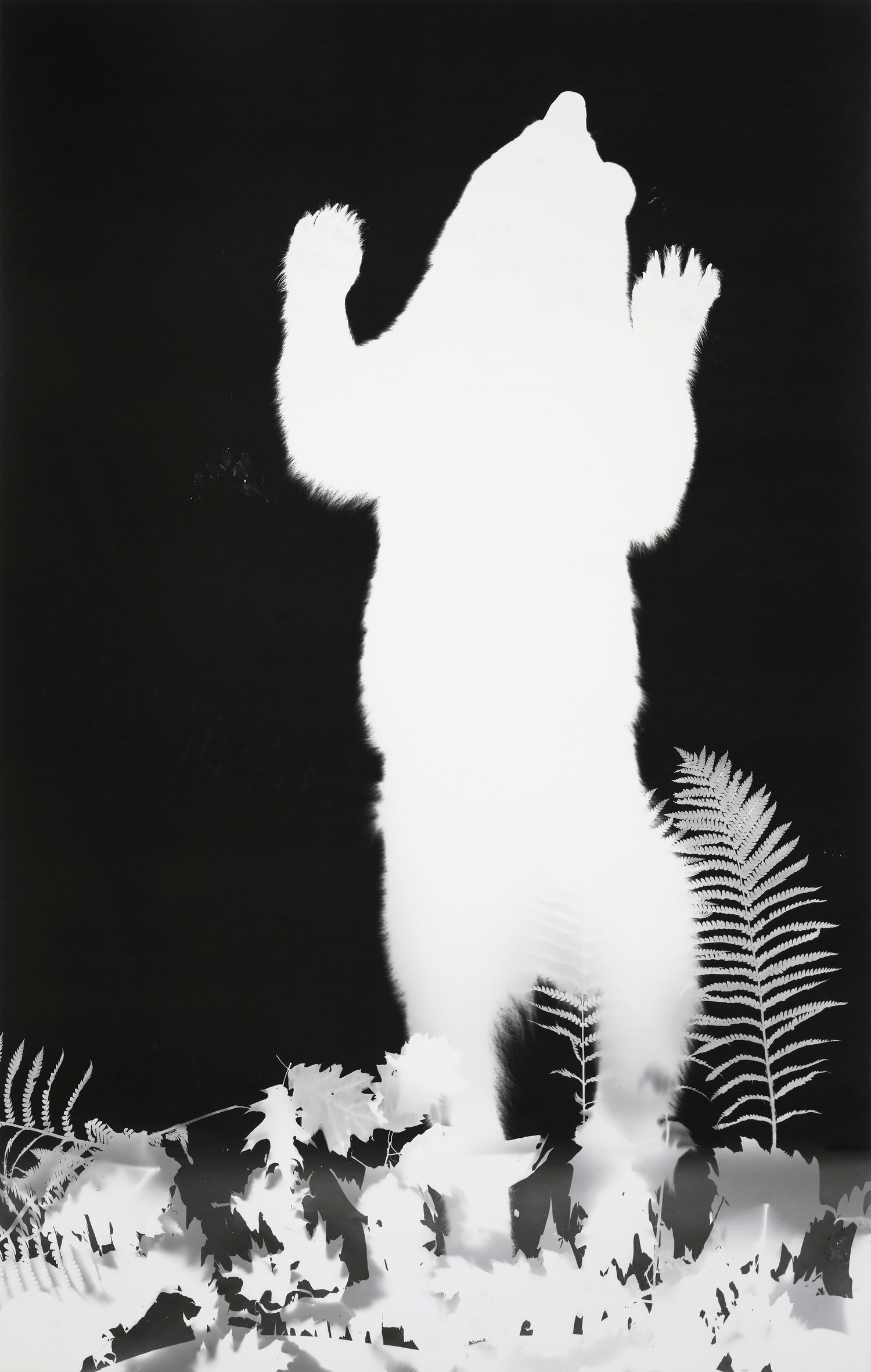 Animalograms: Photograms of Animals Made in the Wild - Photographs and ...
