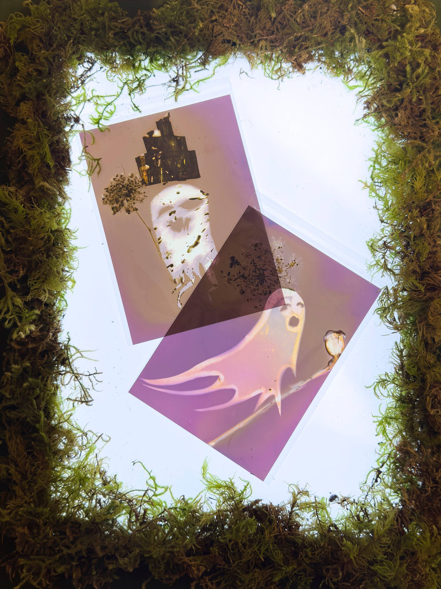 Sanctuary and Abjuration: Sentinels of the Ghostwood - Photographs by ...