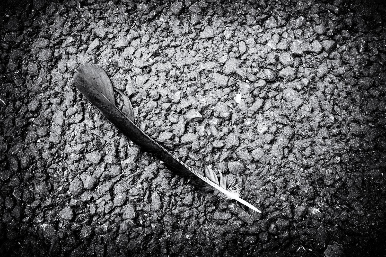 Where Have the Birds Gone? - Photographs by Nicolas St-Pierre | Text by ...