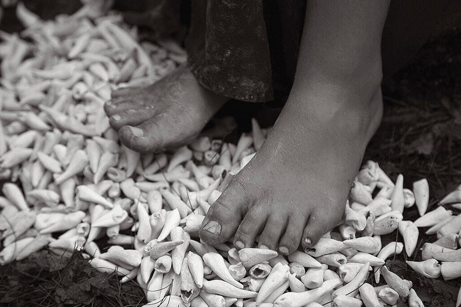 Sanctuary and Abjuration: Sentinels of the Ghostwood - Photographs by ...