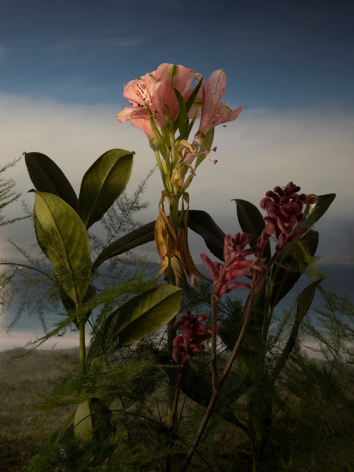 Gilded Lilies - Photographs by Tine Poppe | Interview by Sophie Wright ...