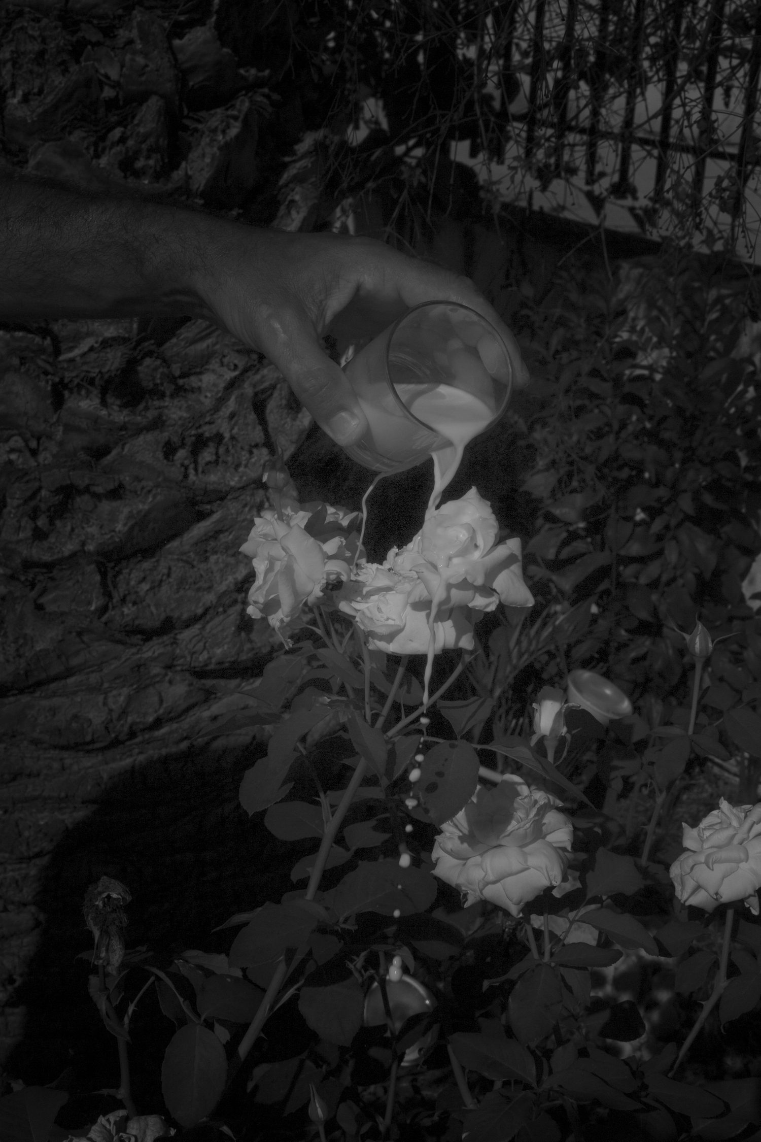 New Moons - Photographs by Ada Marino | Essay by Sophie Wright ...