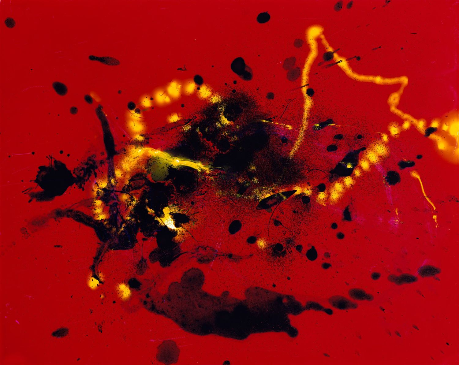 Michael Flomen’s All-Natural Photograms - Photographs by Michael Flomen ...