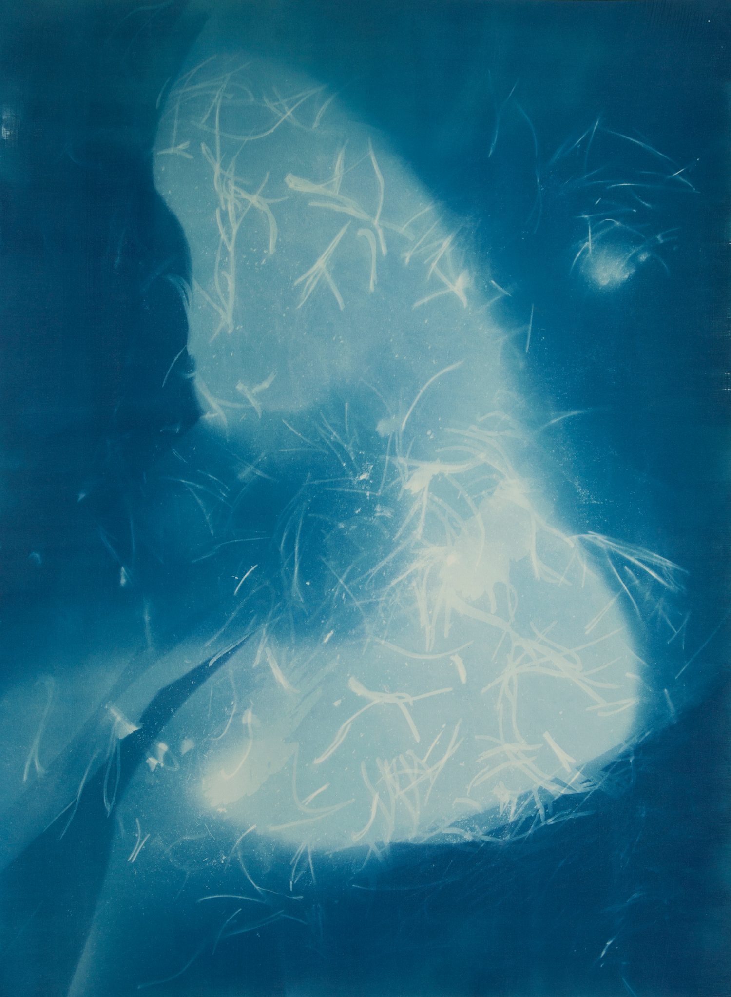 Endless Forms Most Beautiful - Photographs by Janelle Lynch | Essay by ...