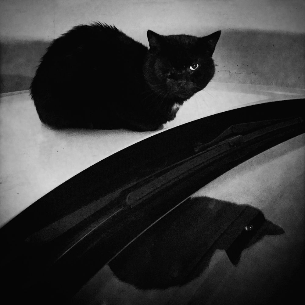 Başıboş: Astray on the Streets of Istanbul - Photographs and text by ...