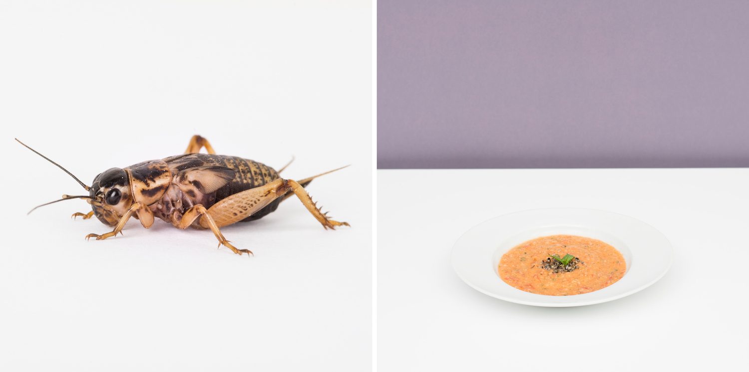 Beatle in the Box - Photographs by Michela Benaglia & Emanuela Colombo ...