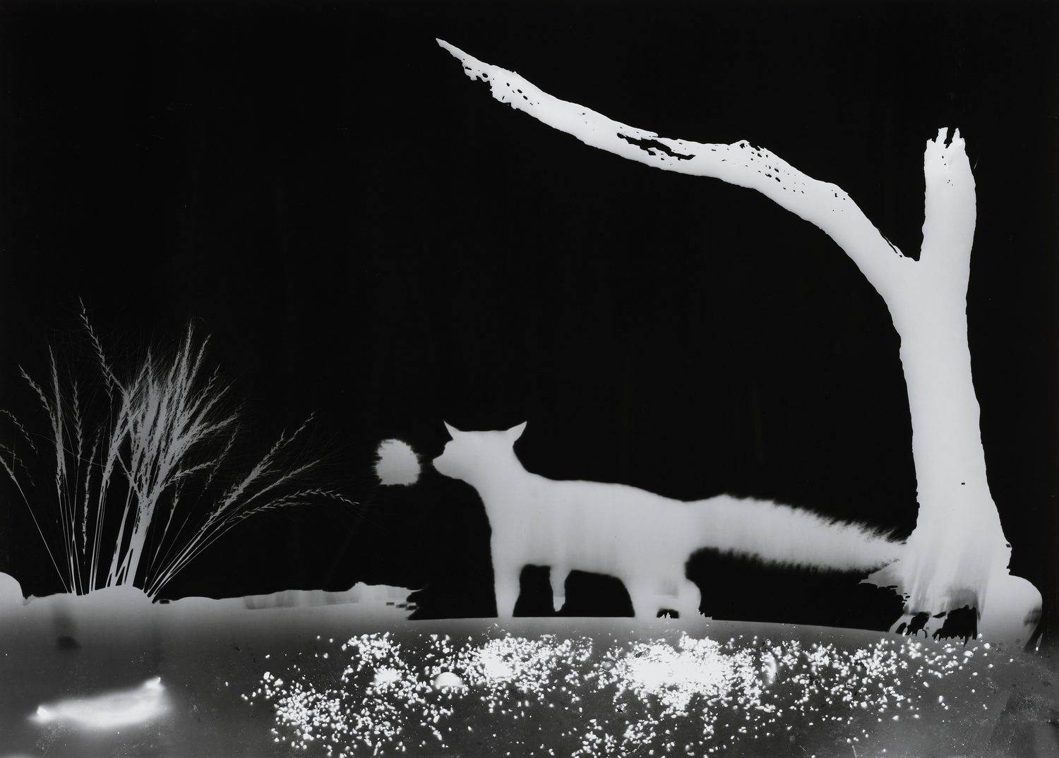 Animalograms: Photograms of Animals Made in the Wild - Photographs and ...