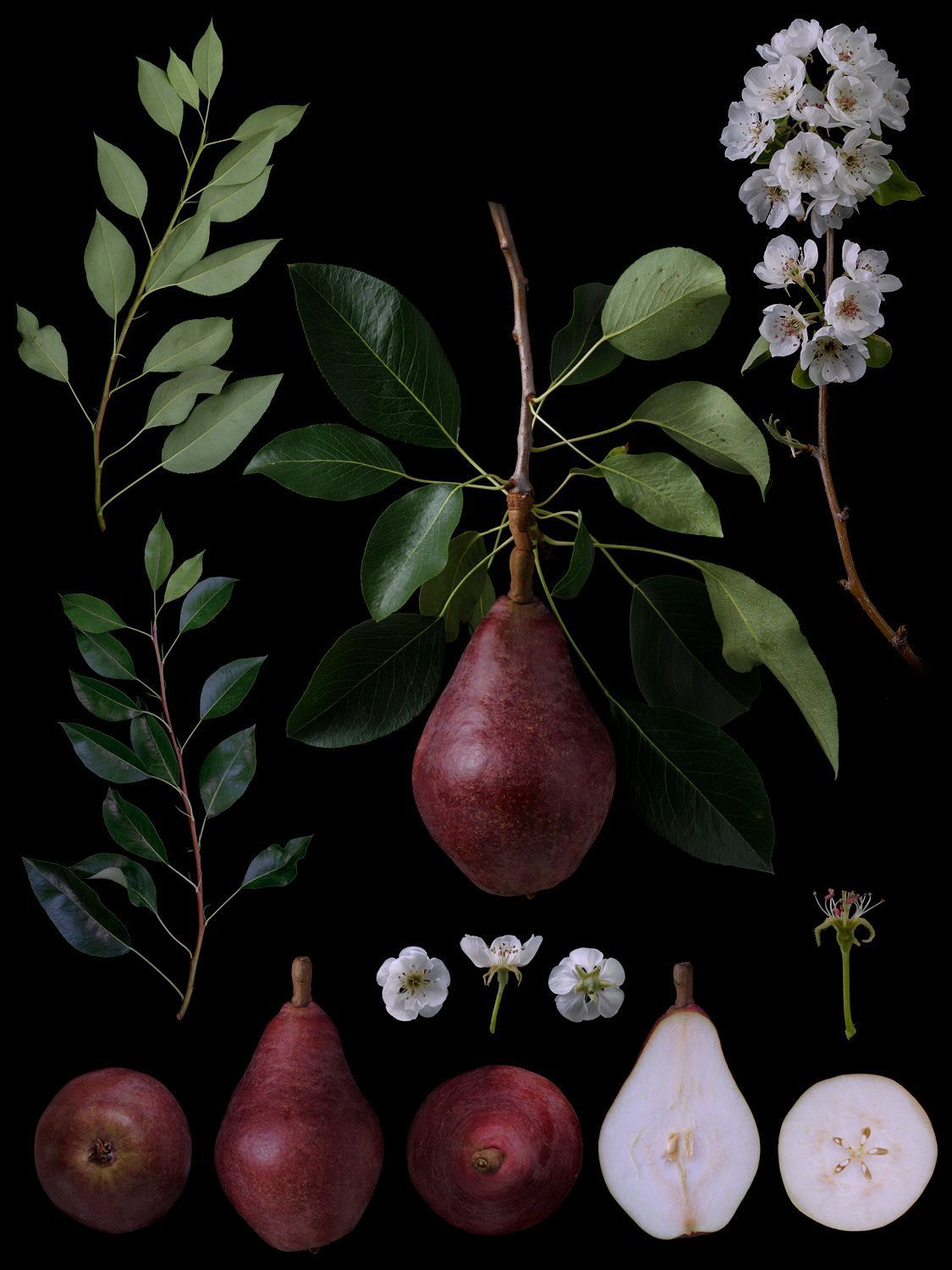 Identification of fruits: As a fruit farmer and breeder - Photographs ...