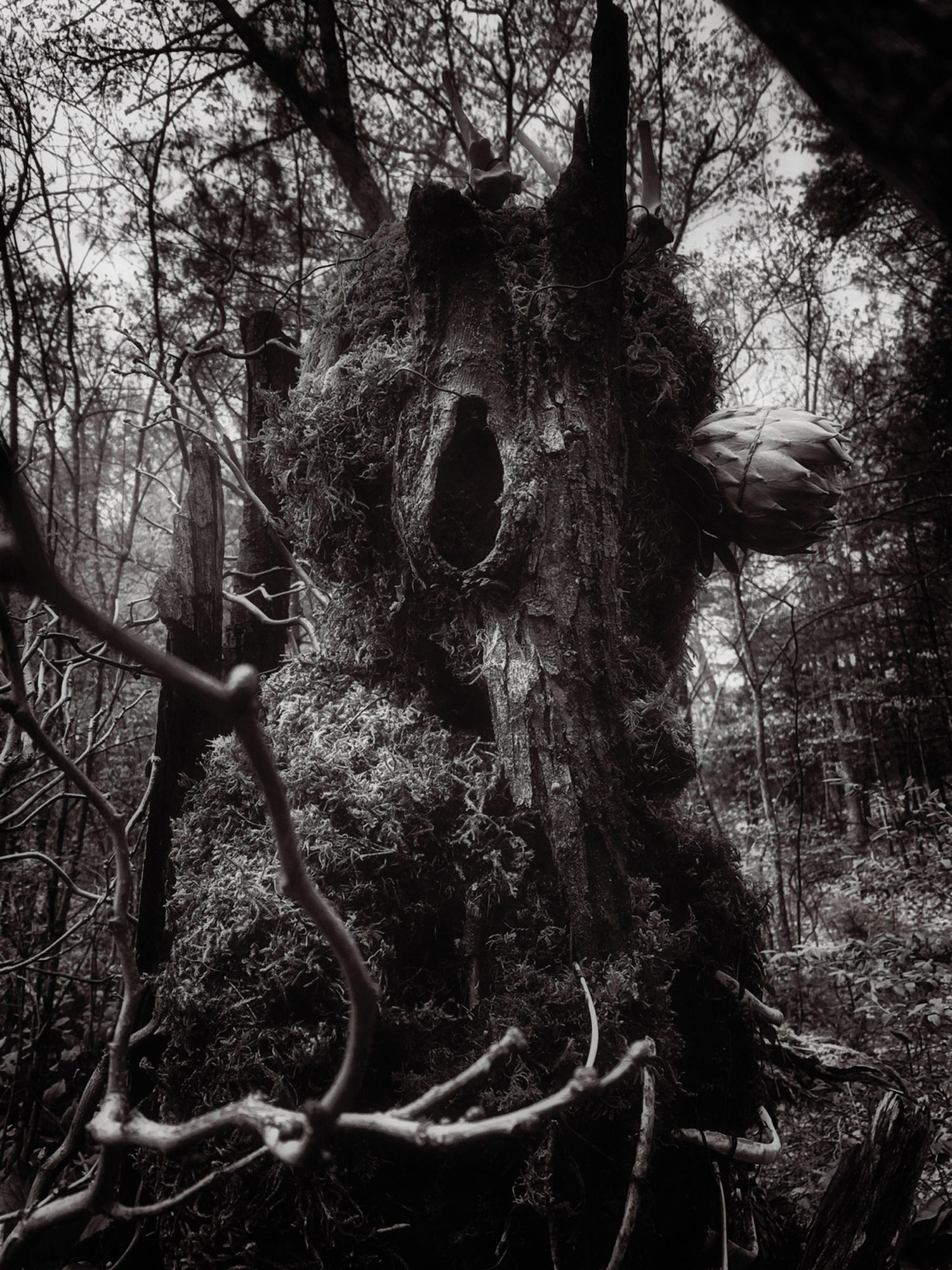 Sanctuary and Abjuration: Sentinels of the Ghostwood - Photographs by ...
