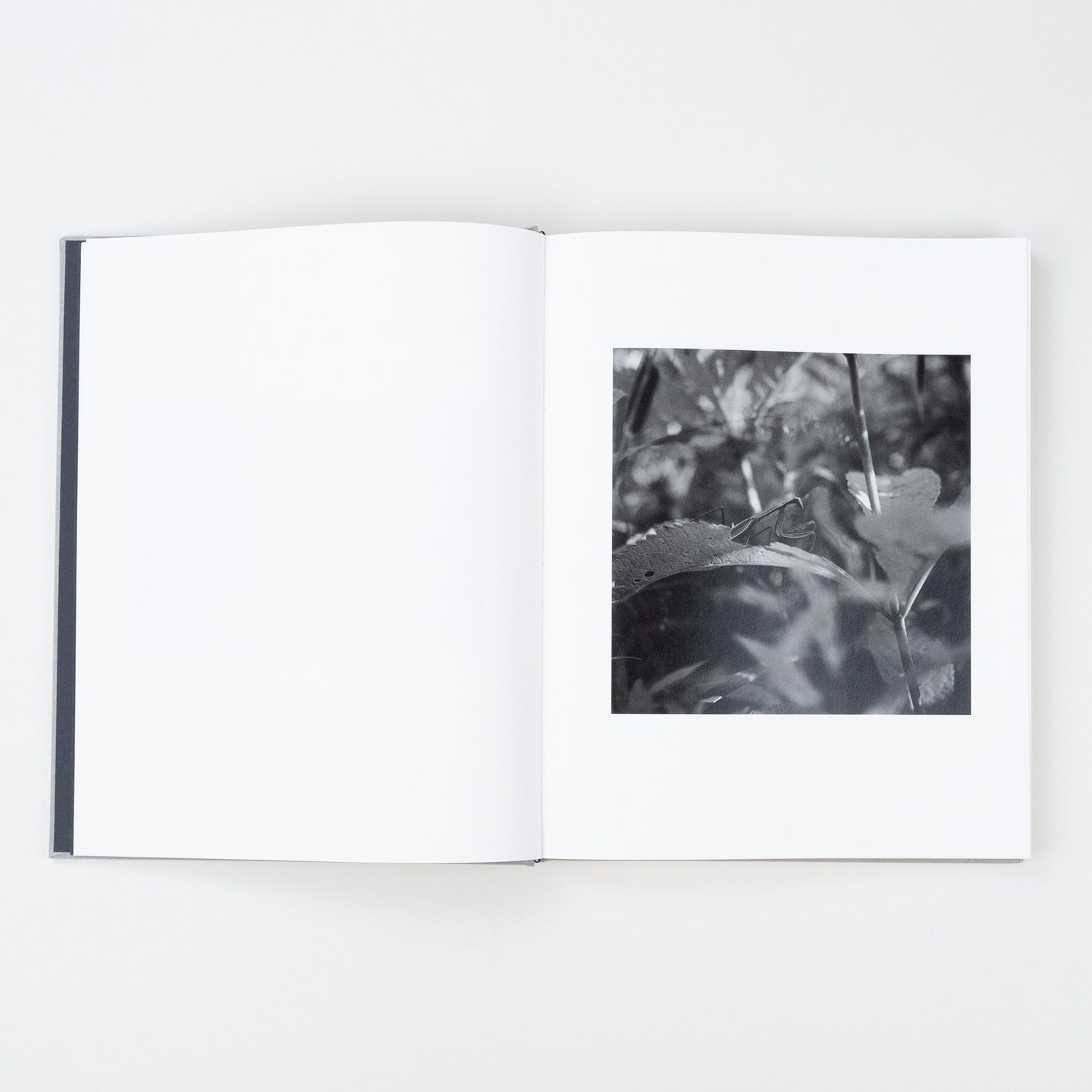The Locusts - Photographs by Jesse Lenz | Book review by Justin Herfst ...