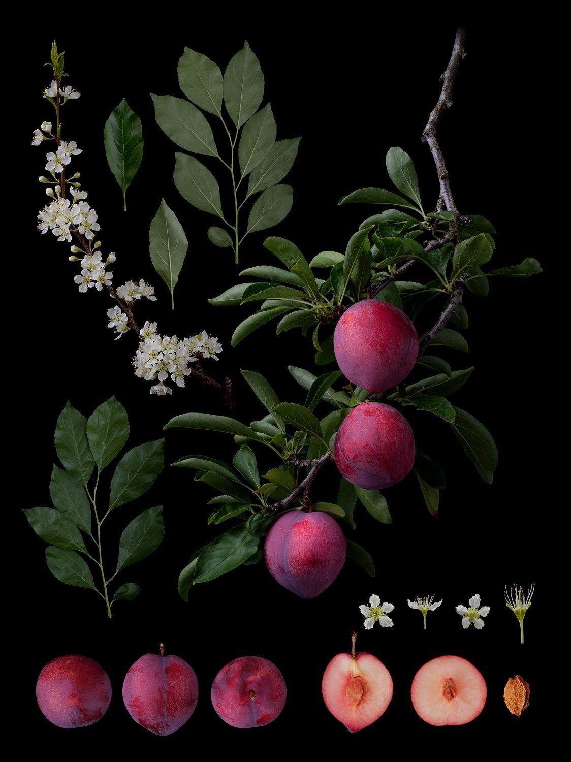 Identification of fruits: As a fruit farmer and breeder - Photographs ...