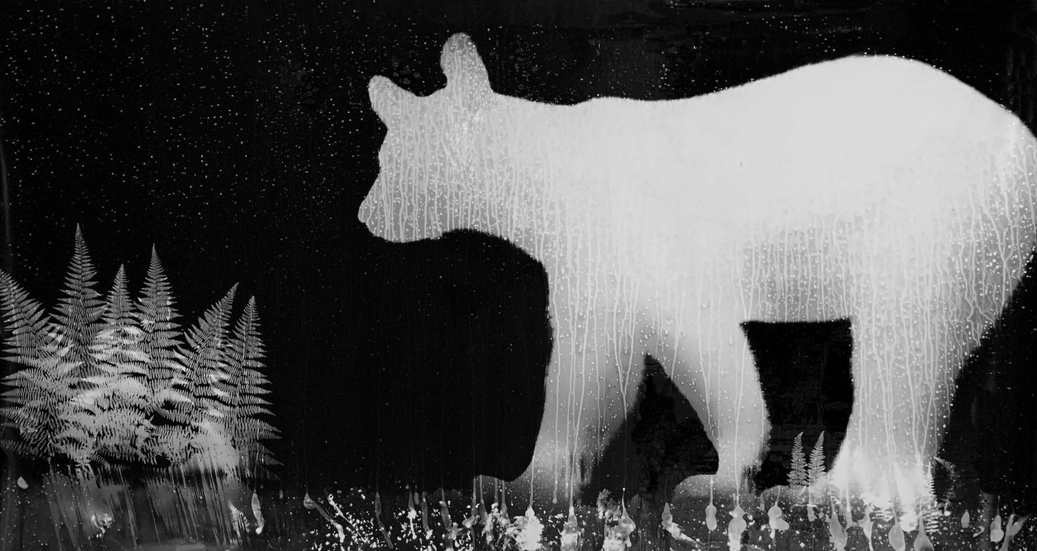 Animalograms: Photograms of Animals Made in the Wild - Photographs and ...