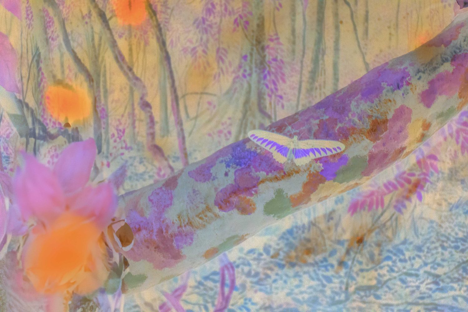 Metamorphosis Photographs By Claudia Fuggetti Interview By Sophie