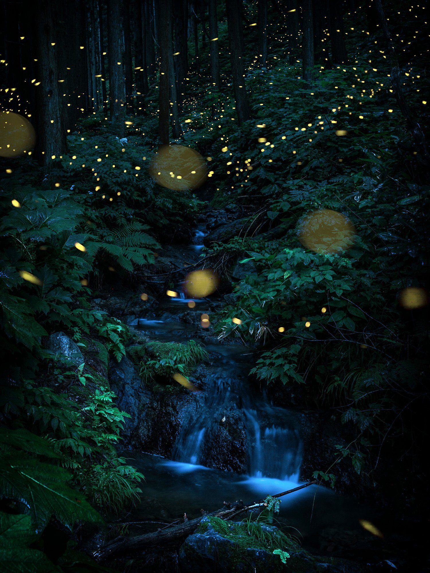Summer Fairies — Luminous Fireflies & the Climate Crisis - Photographs ...