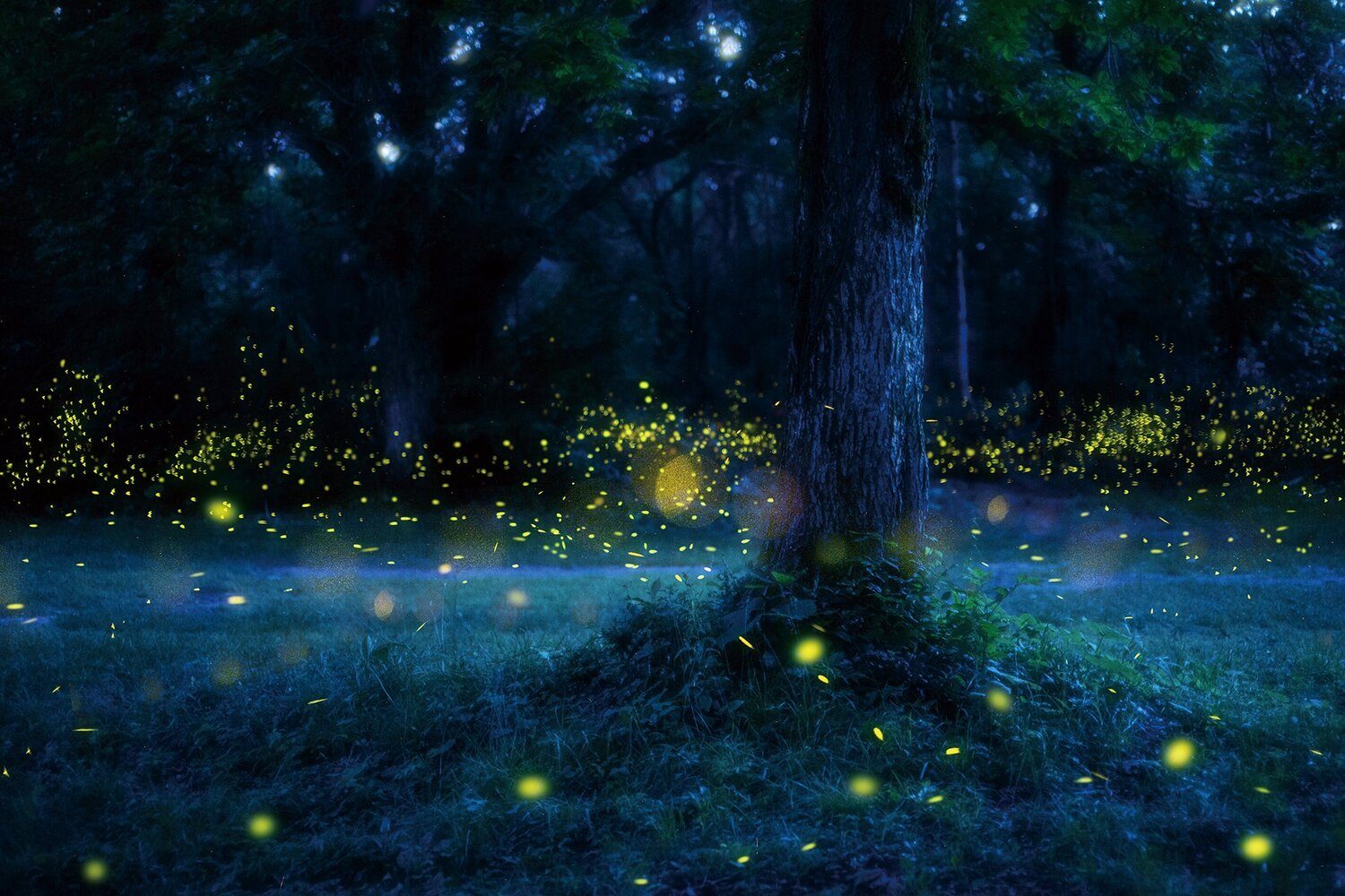 Summer Fairies — Luminous Fireflies & the Climate Crisis - Photographs ...