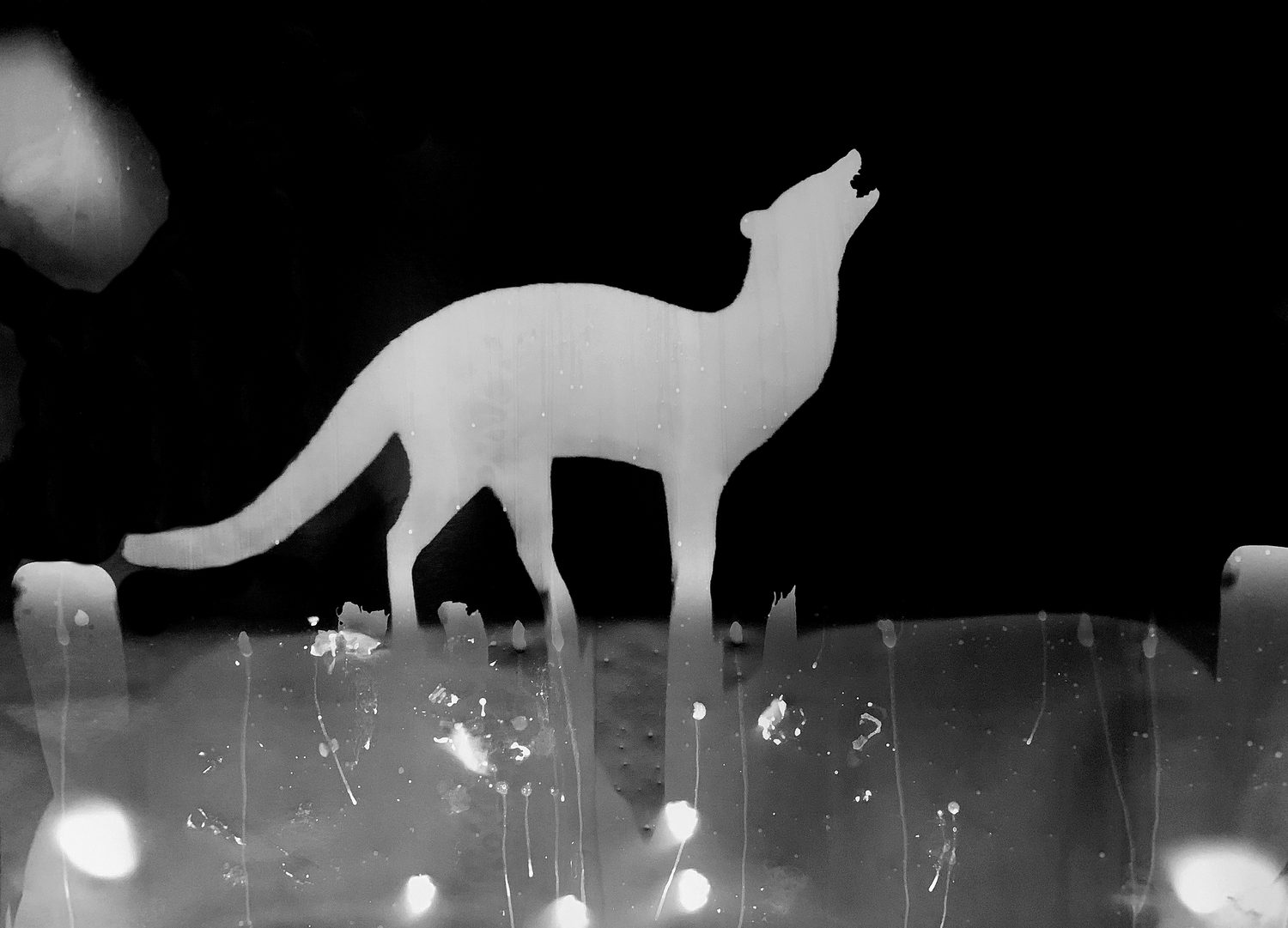 Animalograms: Photograms of Animals Made in the Wild - Photographs and ...