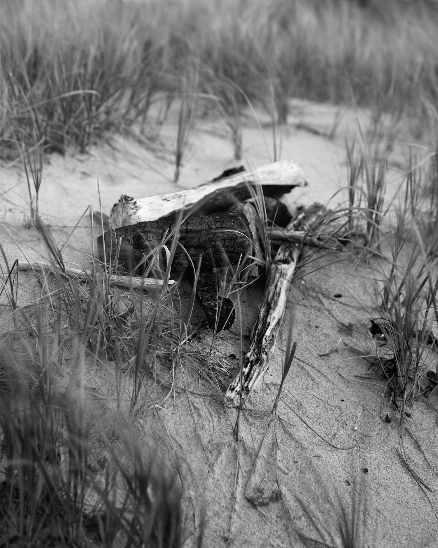 Endless Forms Most Beautiful - Photographs by Janelle Lynch | Essay by ...