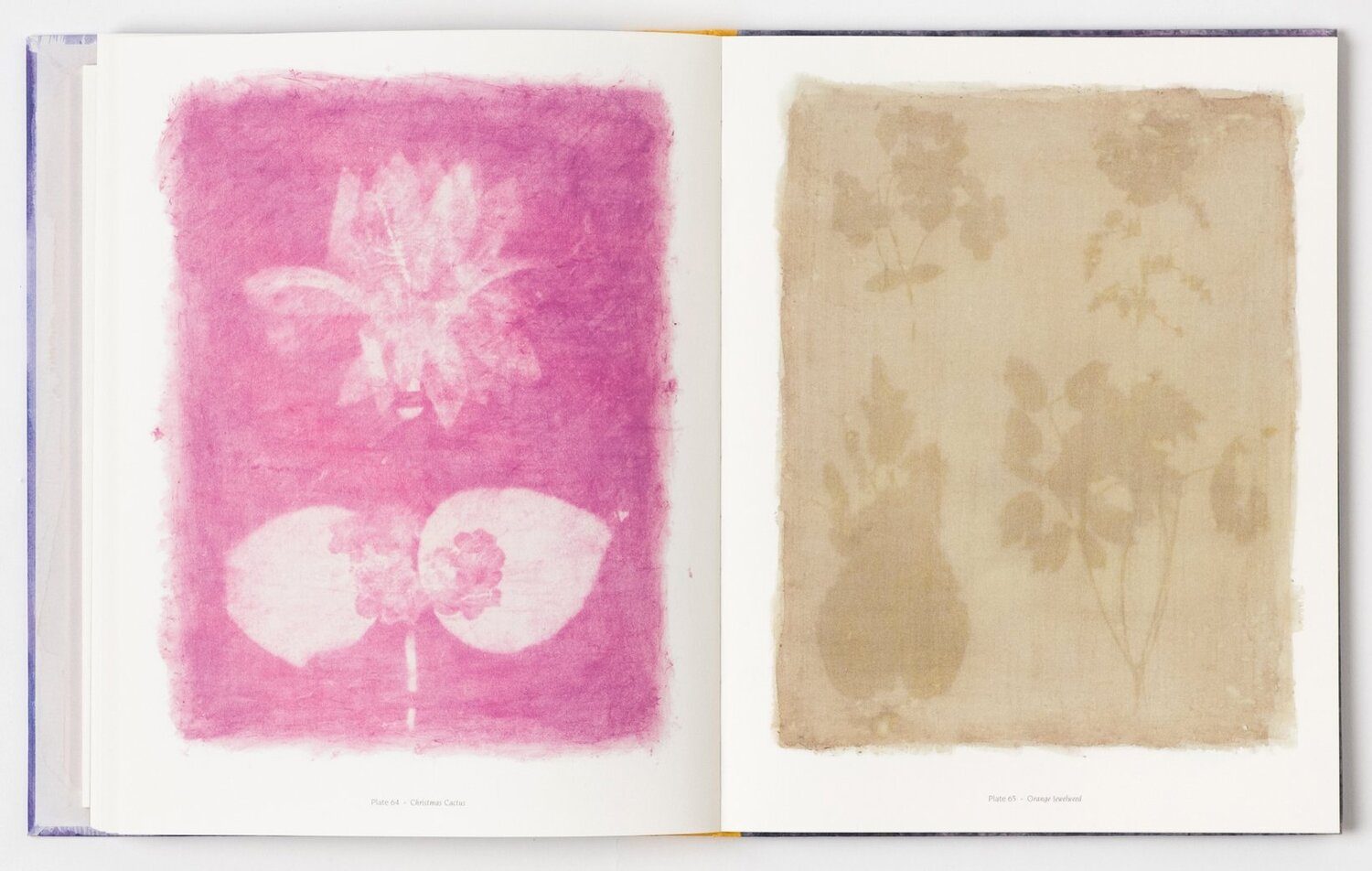 This Earthen Door — Sublime Anthotypes, Preserved Plants & Poetry ...