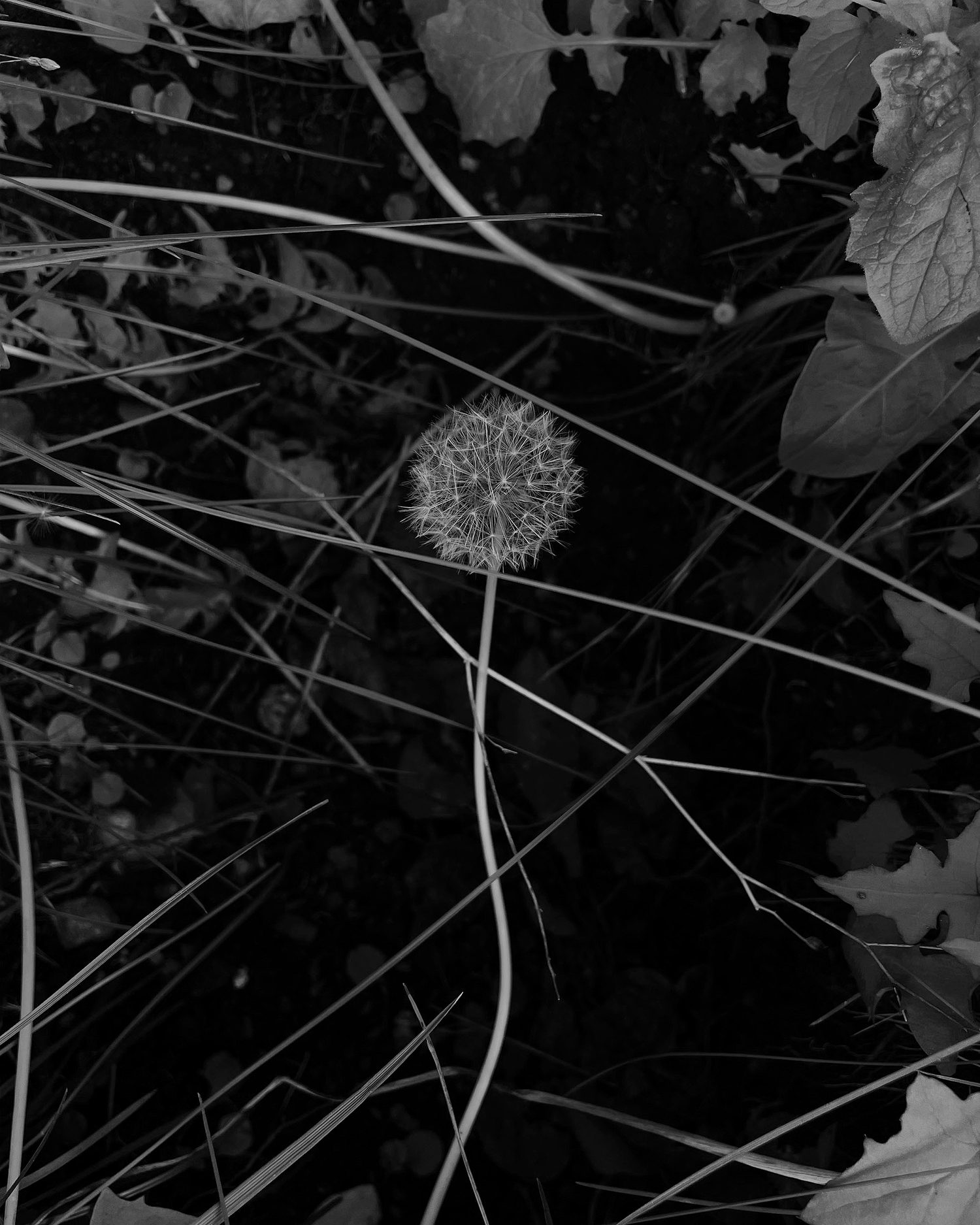 Breathers, After Alzheimers - Photographs by Jon Feinstein | Text by ...
