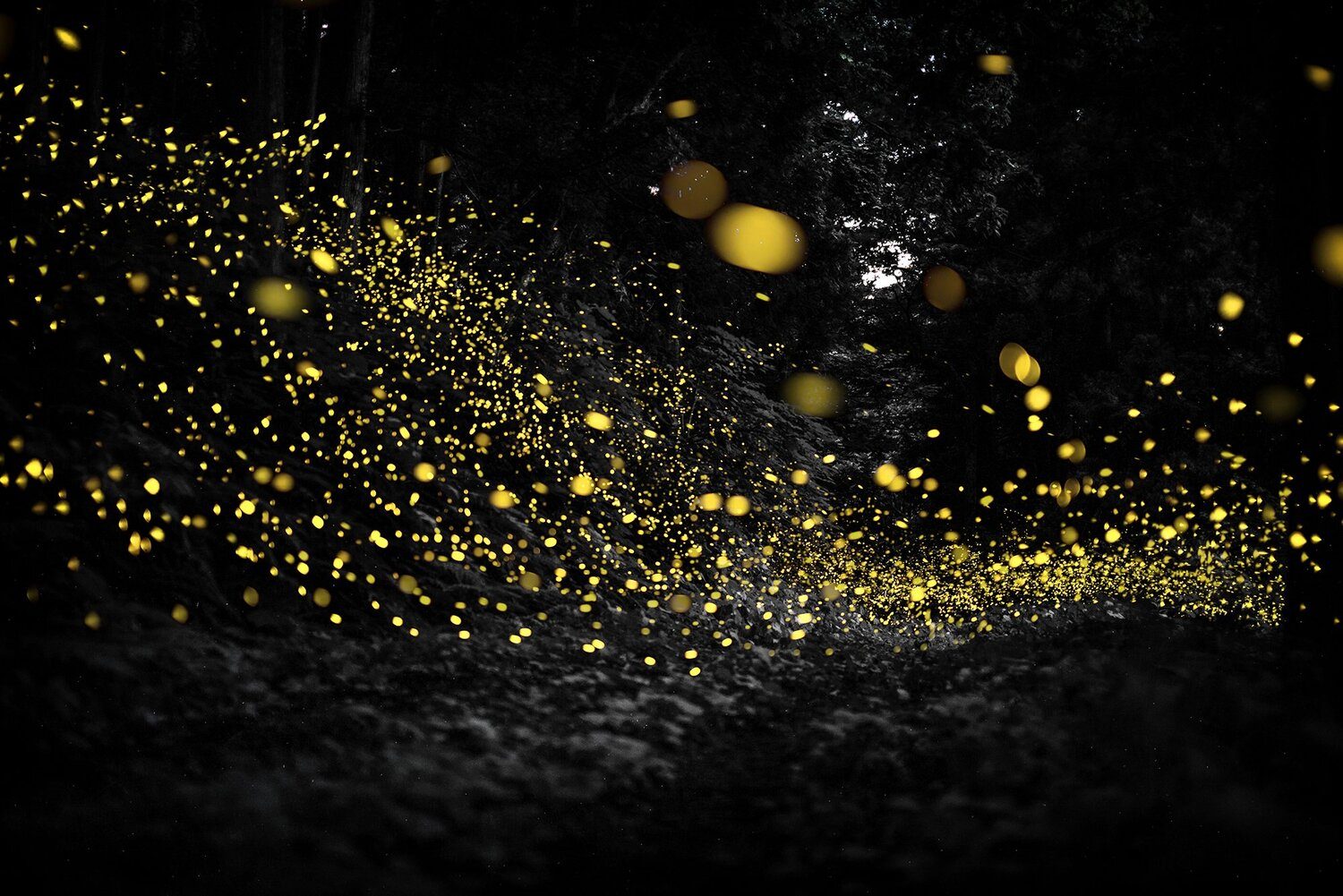 Summer Fairies — Luminous Fireflies & the Climate Crisis - Photographs ...