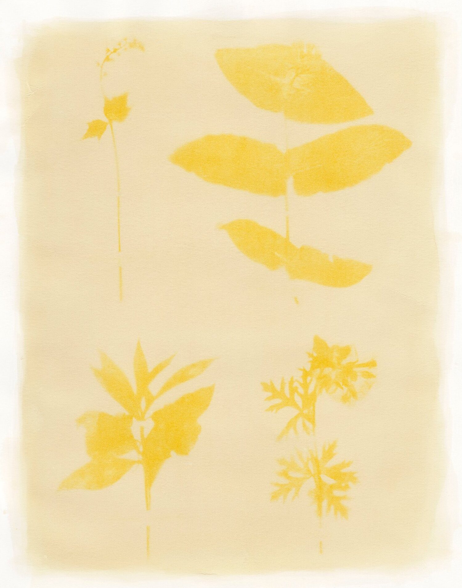 This Earthen Door — Sublime Anthotypes, Preserved Plants & Poetry ...