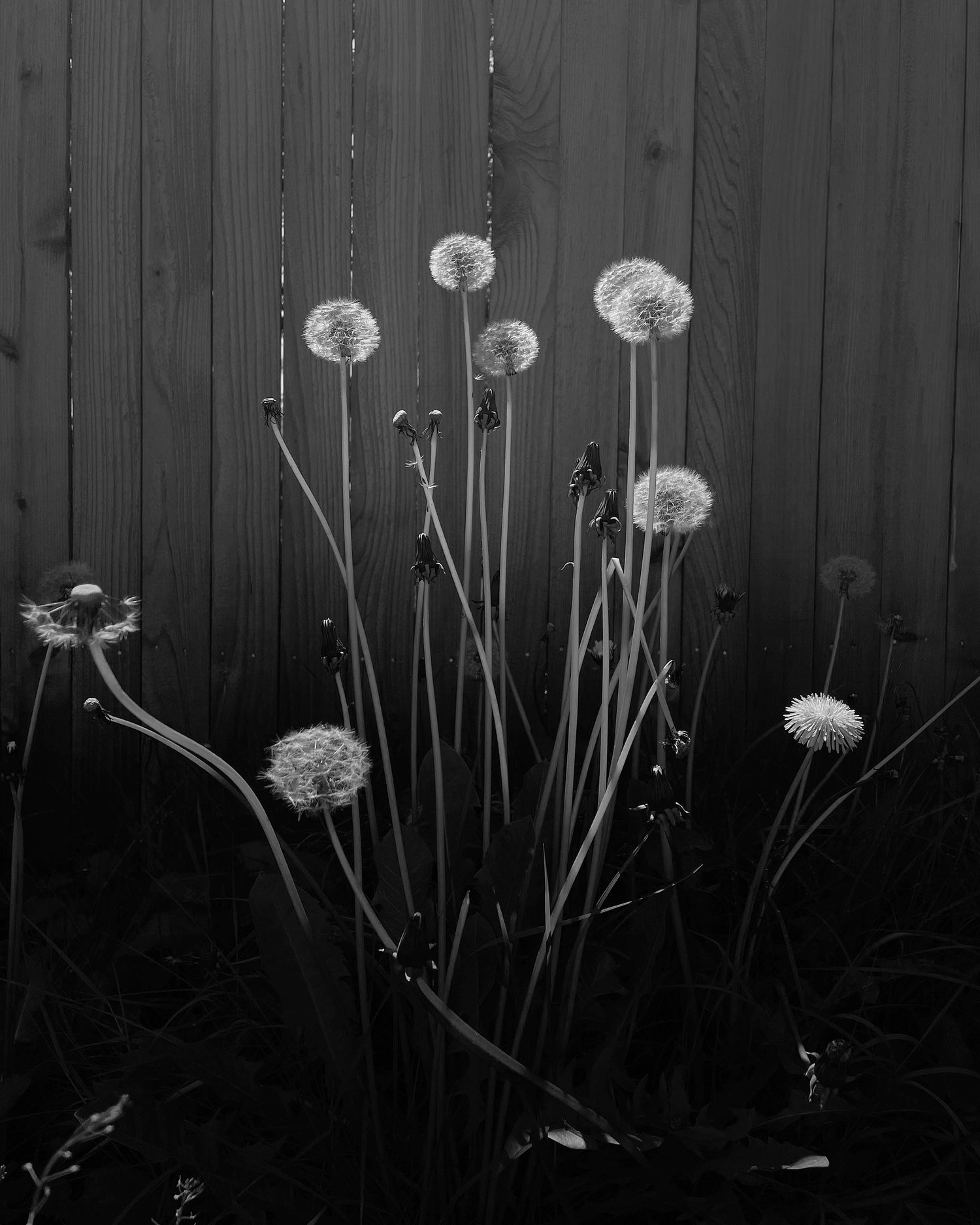 Breathers, After Alzheimers - Photographs by Jon Feinstein | Text by ...
