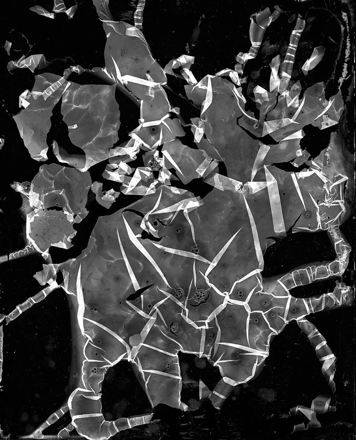 Michael Flomen’s All-Natural Photograms - Photographs by Michael Flomen ...