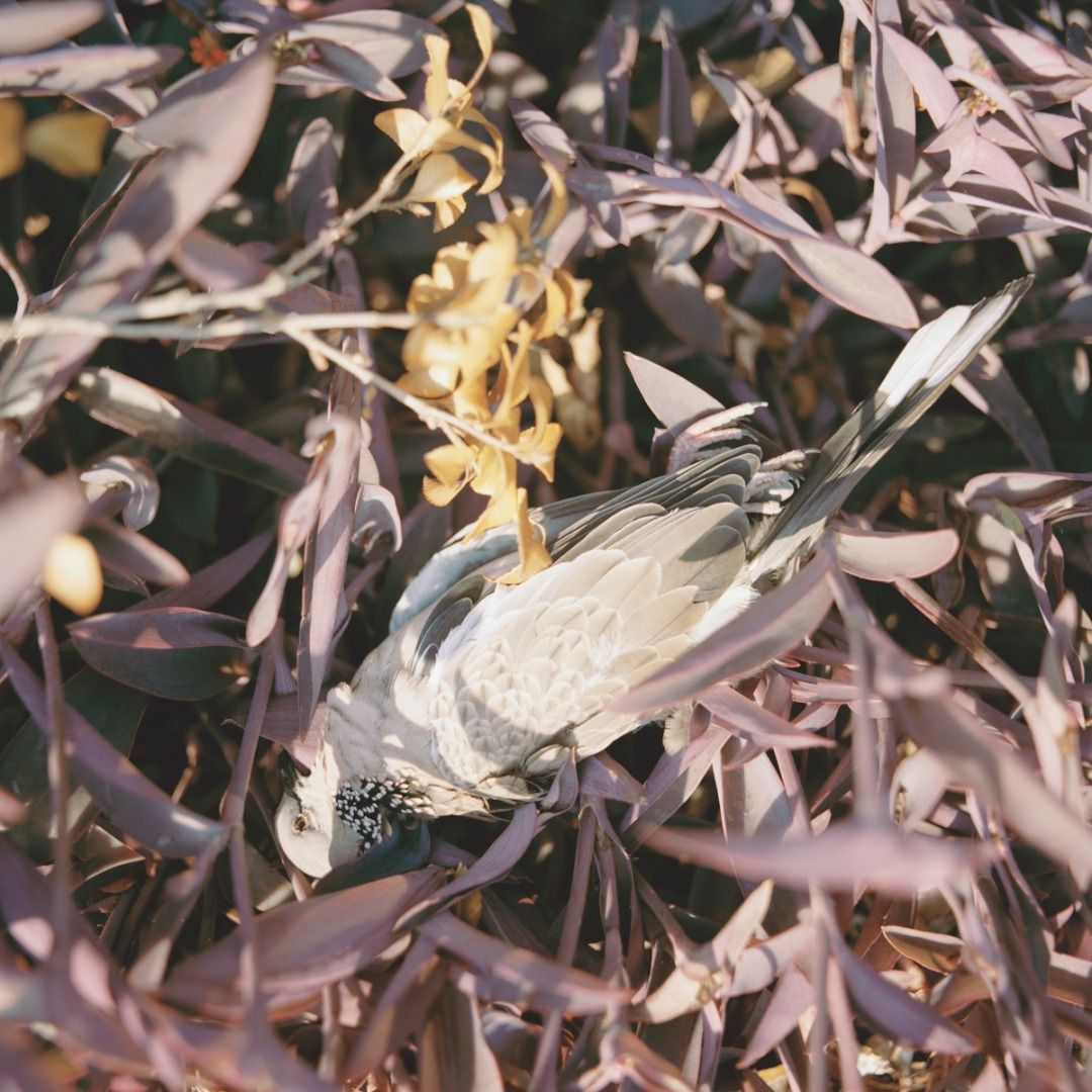 Gold Coast - Photographs and text byYing Ang | LensCulture