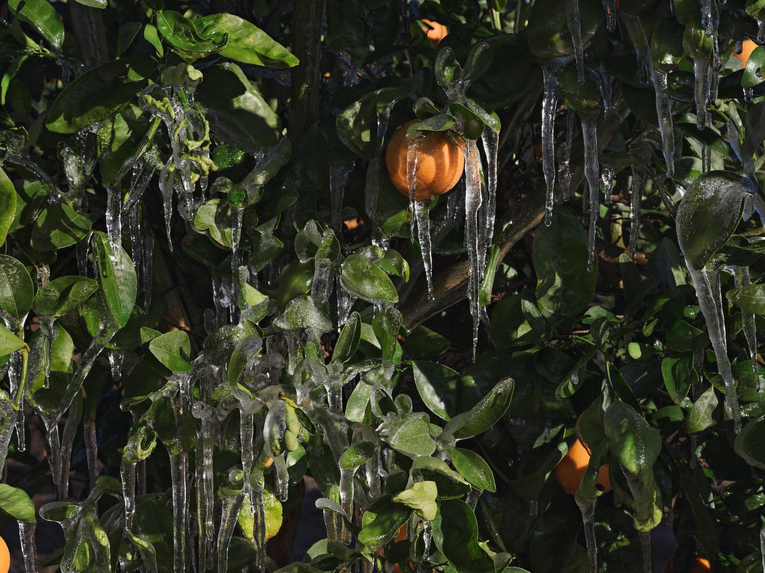 Finding Ways to Live in Peace with Nature - Photographs by Lucas Foglia ...