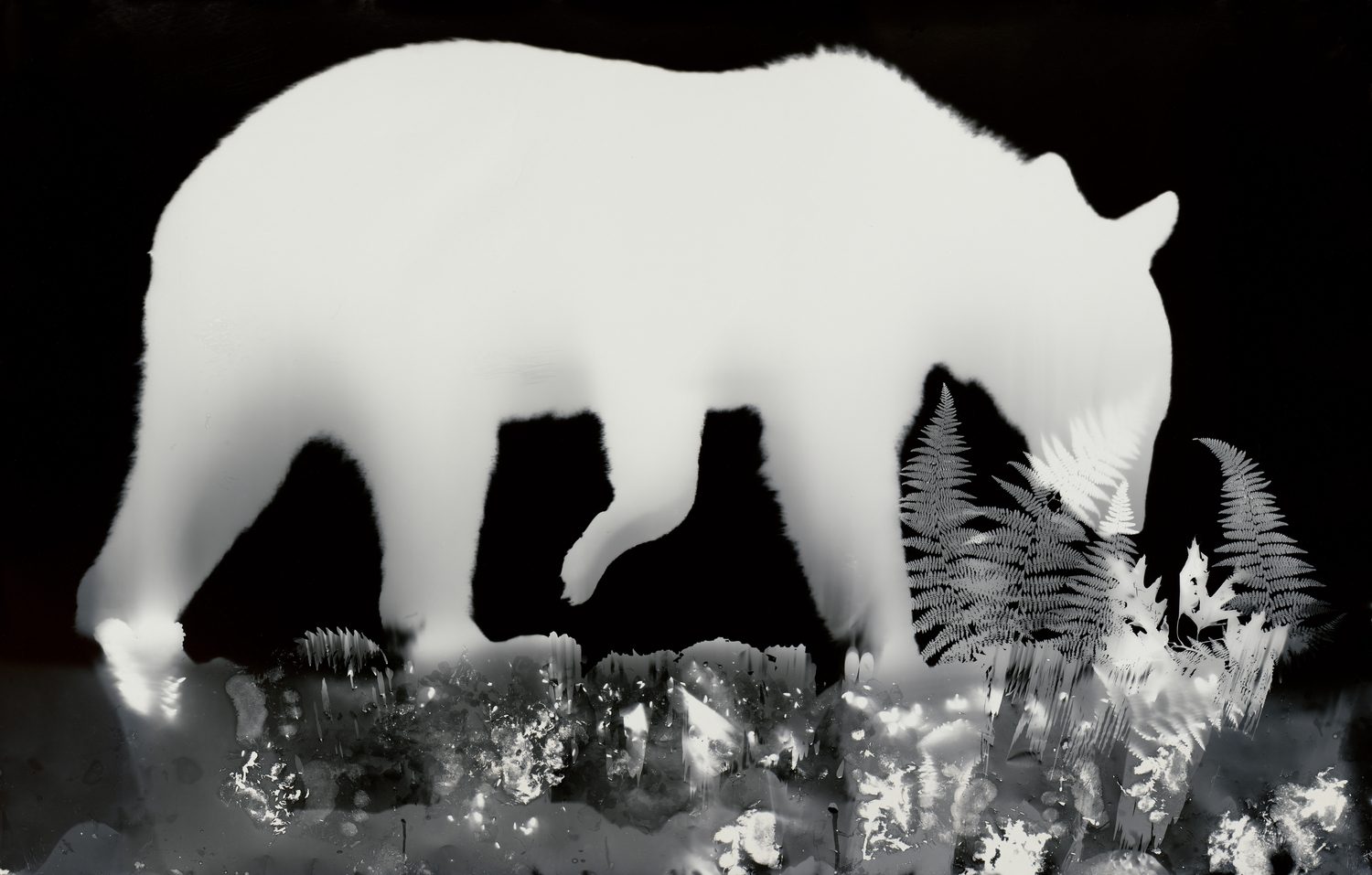 Animalograms: Photograms of Animals Made in the Wild - Photographs and ...
