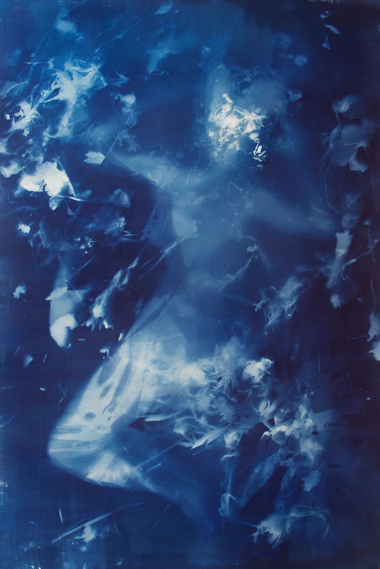 Endless Forms Most Beautiful - Photographs by Janelle Lynch | Essay by ...