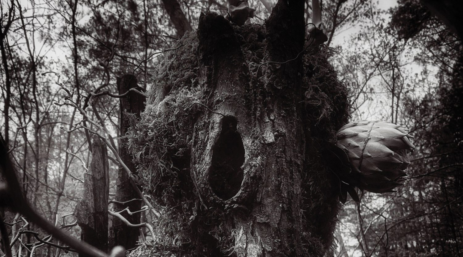 Sanctuary and Abjuration: Sentinels of the Ghostwood - Photographs by ...