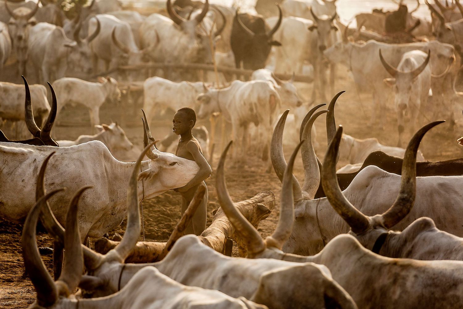 Cattle of Kings - Photographs and text by Tariq Zaidi | LensCulture