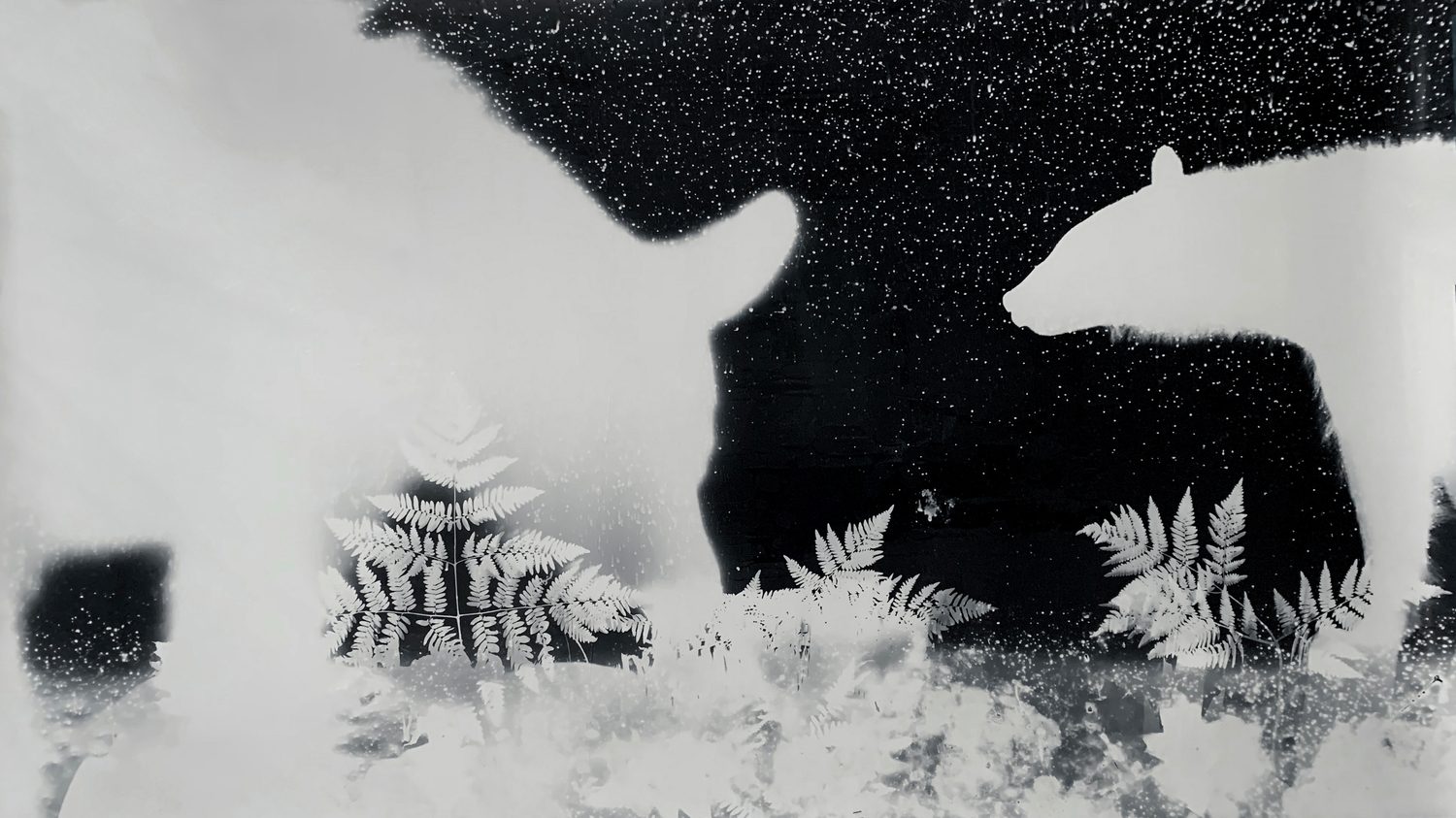 Animalograms: Photograms of Animals Made in the Wild - Photographs and ...