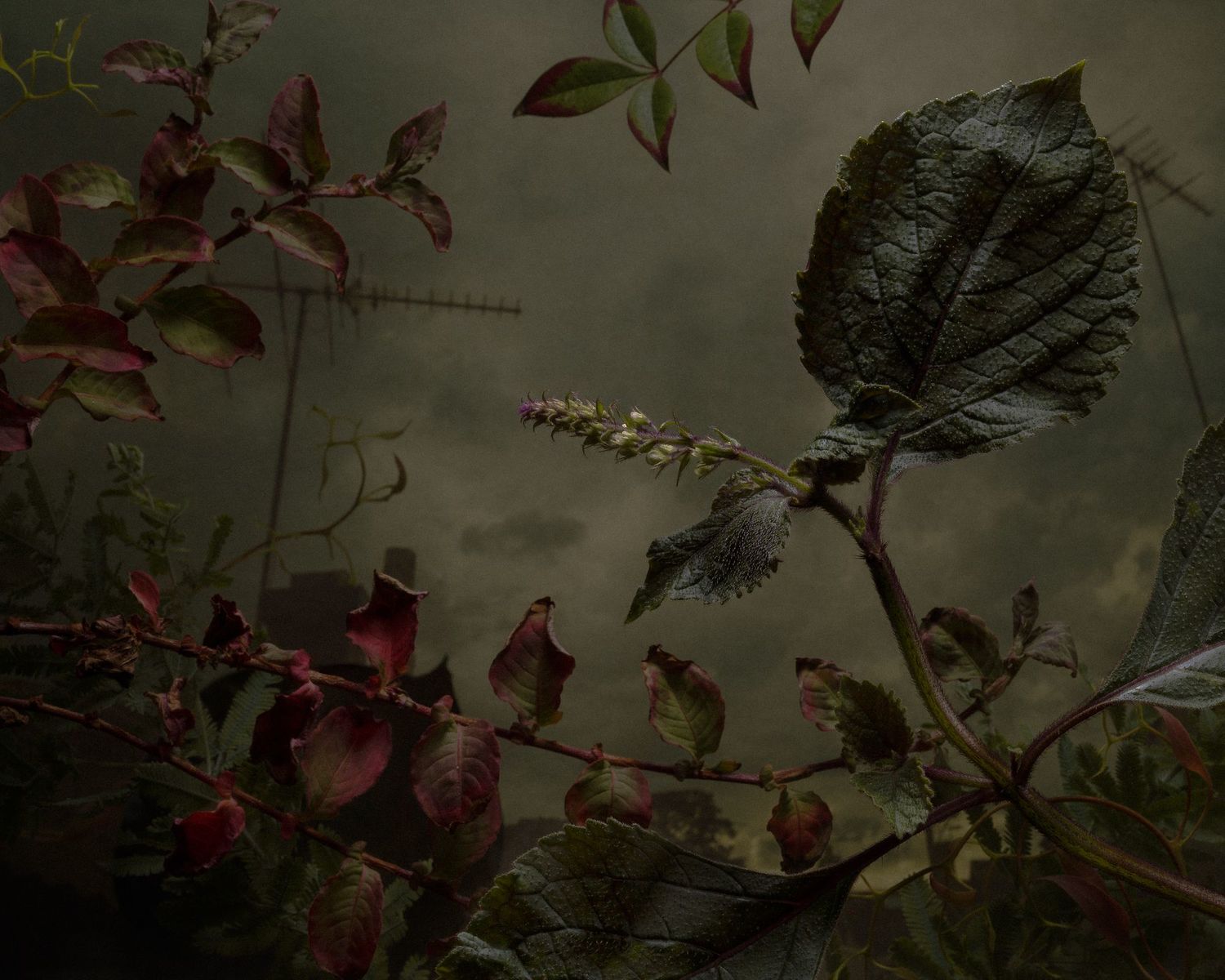 Botanical Inquiry - Photographs and text by Daniel Shipp | LensCulture