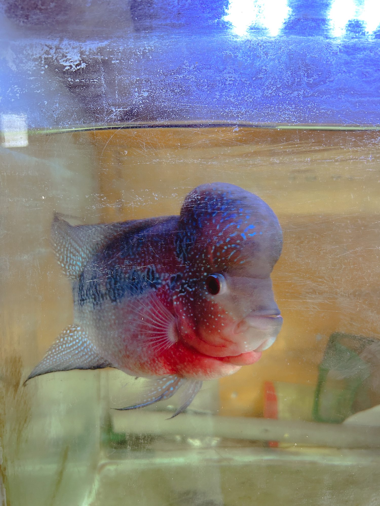 I Feel Like a Fish - Photographs by Jaisingh Nageswaran | Essay by ...