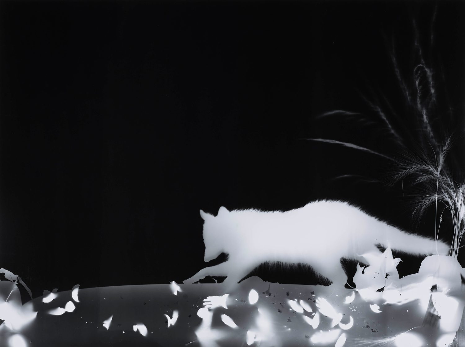 Animalograms: Photograms of Animals Made in the Wild - Photographs and ...