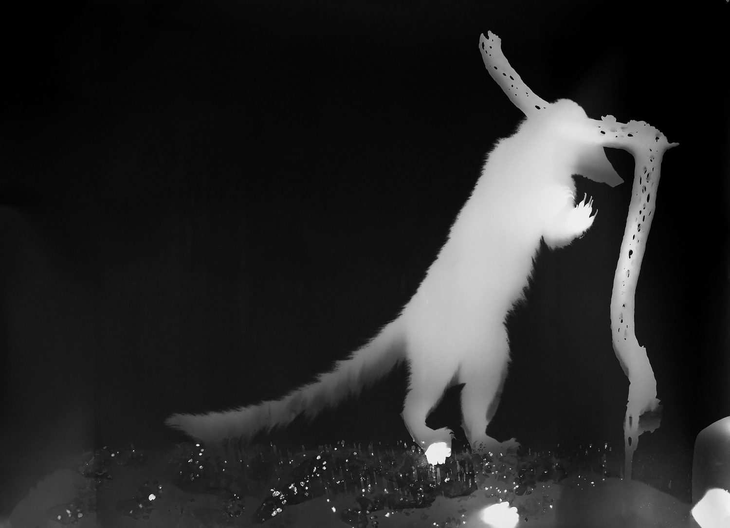 Animalograms: Photograms of Animals Made in the Wild - Photographs and ...