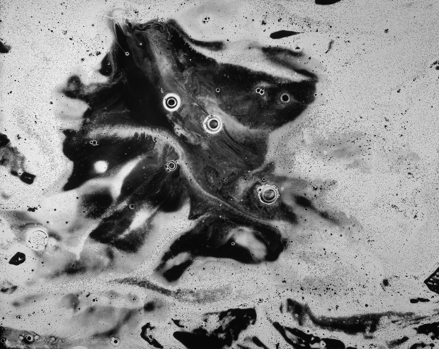 Michael Flomen’s All-Natural Photograms - Photographs by Michael Flomen ...